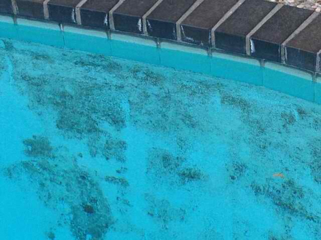 Help! There is Algae in My Pool! (And How to Get Rid of It) - Wild West Help! There is Algae in My Pool! (And How to Get Rid of It) - Wild West